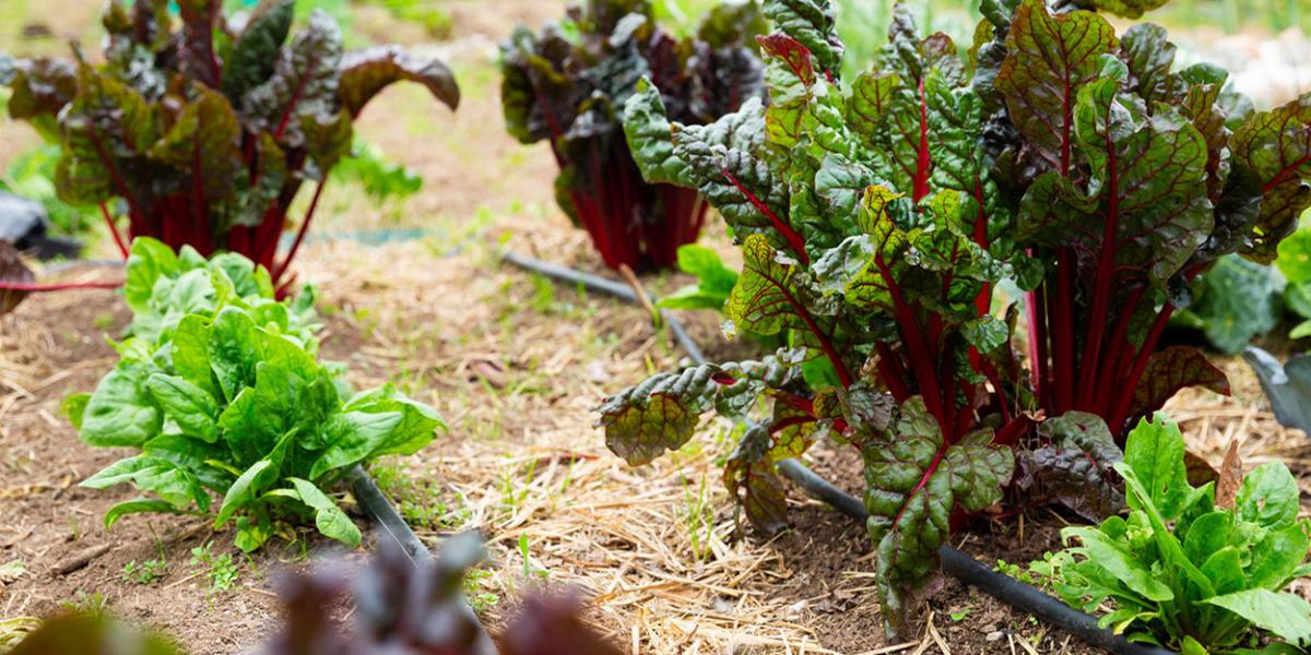 Vegetable Gardening During a Drought