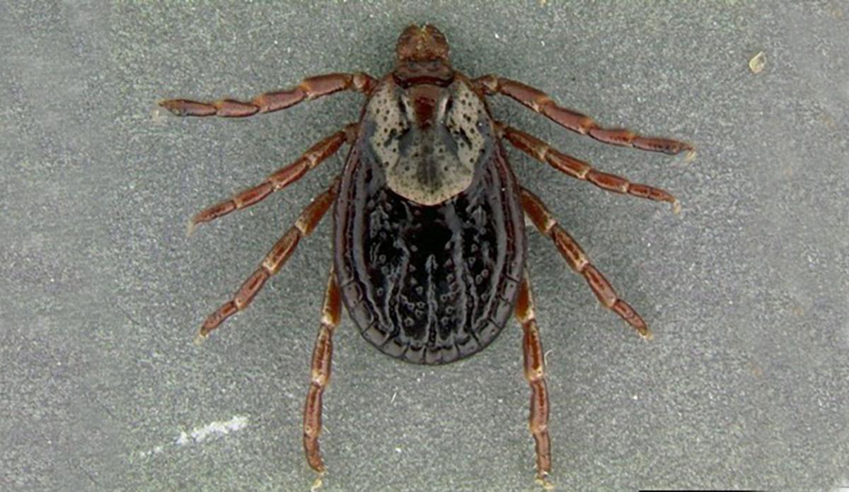 Be On the Lookout for Ticks