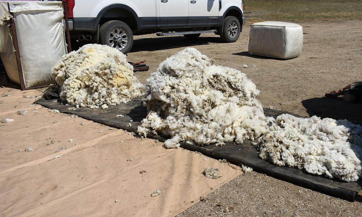 Considerations for Increasing Wool Value