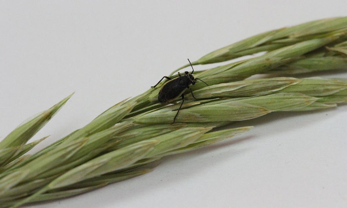 Drought Conditions Magnifying Impact of Black Grass Bugs
