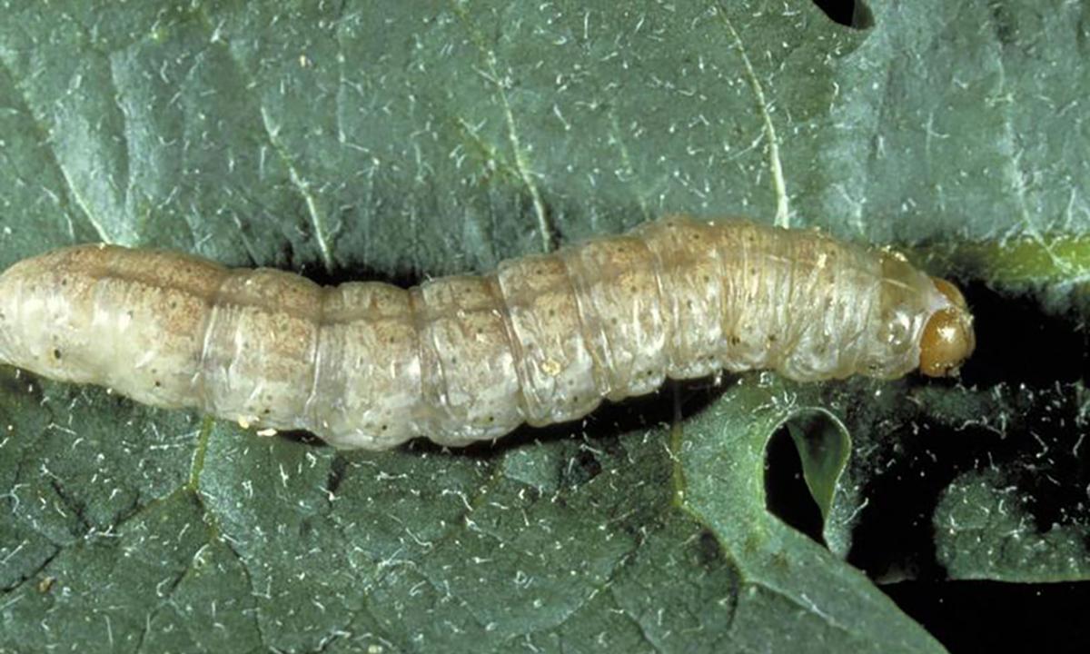 Monitor Wheat for Early-Season Cutworm Activity