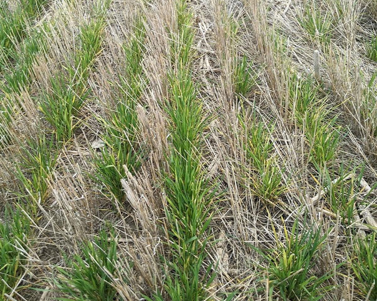 Wheat Streak Mosaic Developing in Winter Wheat Fields