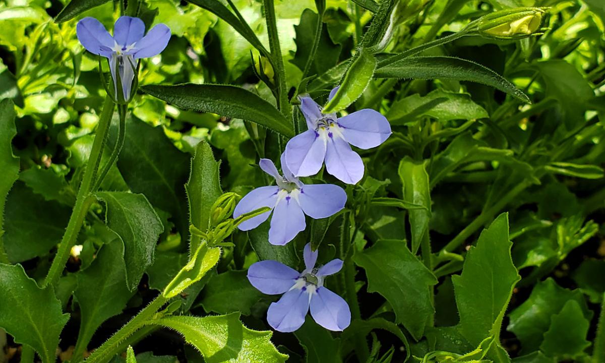 Cool-Season Flowering Annuals for the Garden