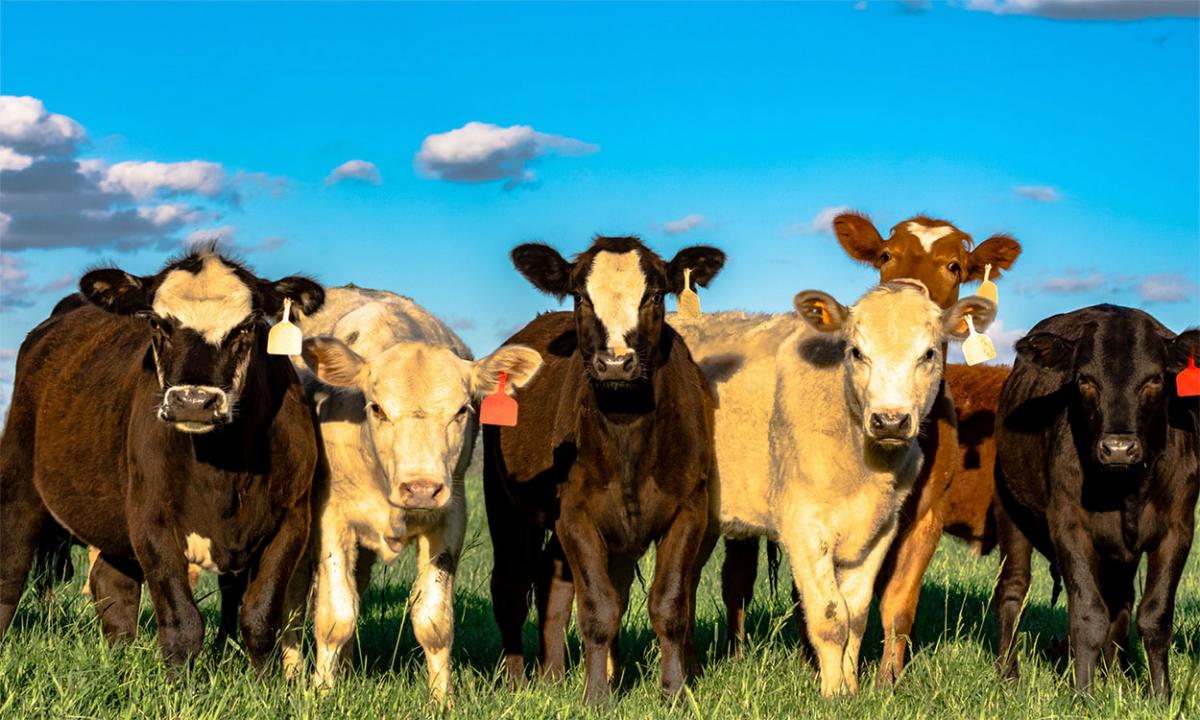 Synchronization for Natural-Service Breeding Programs