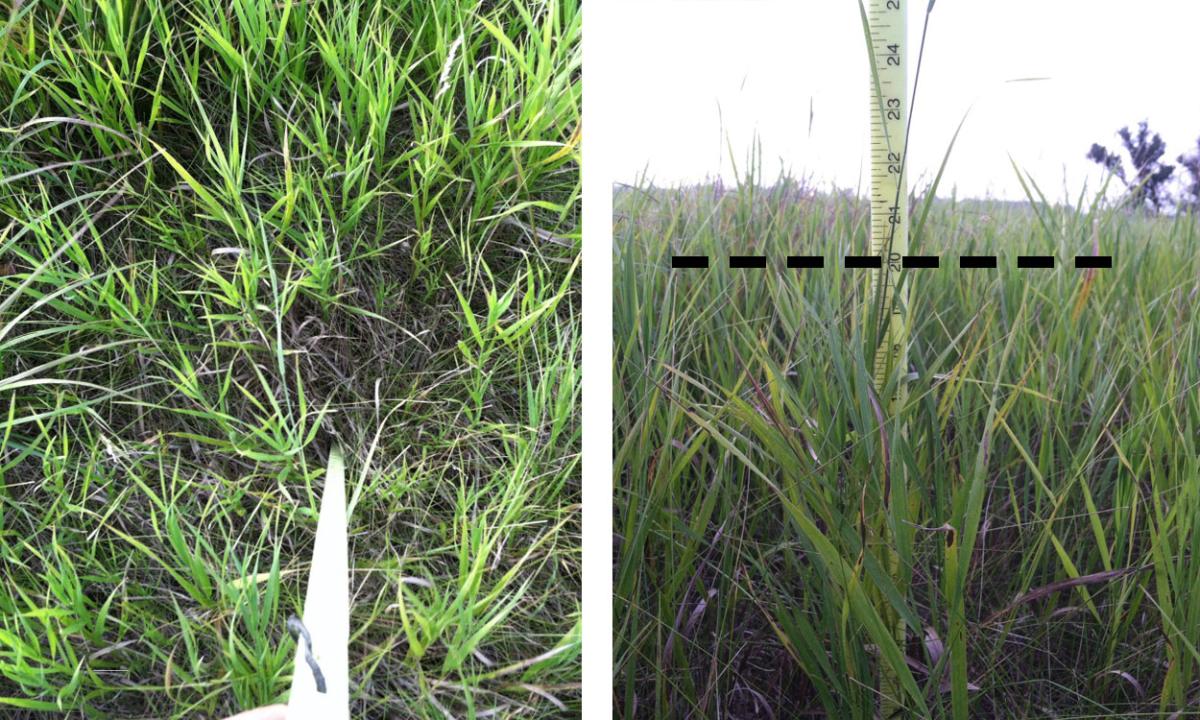 Using the ‘Grazing Stick’ To Assess Pasture Forage