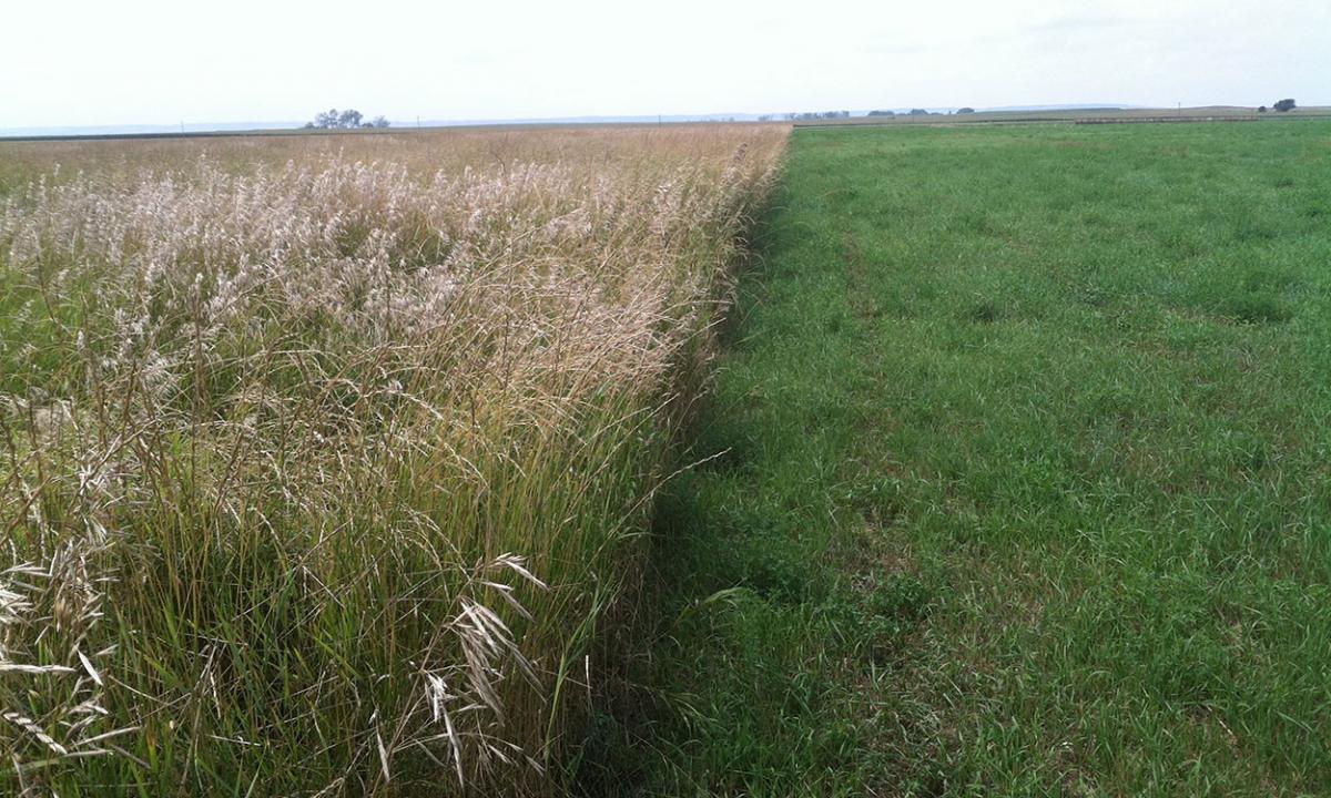 Grassland Fertilization: Exotic Grass Planting Case Studies - McPherson ...