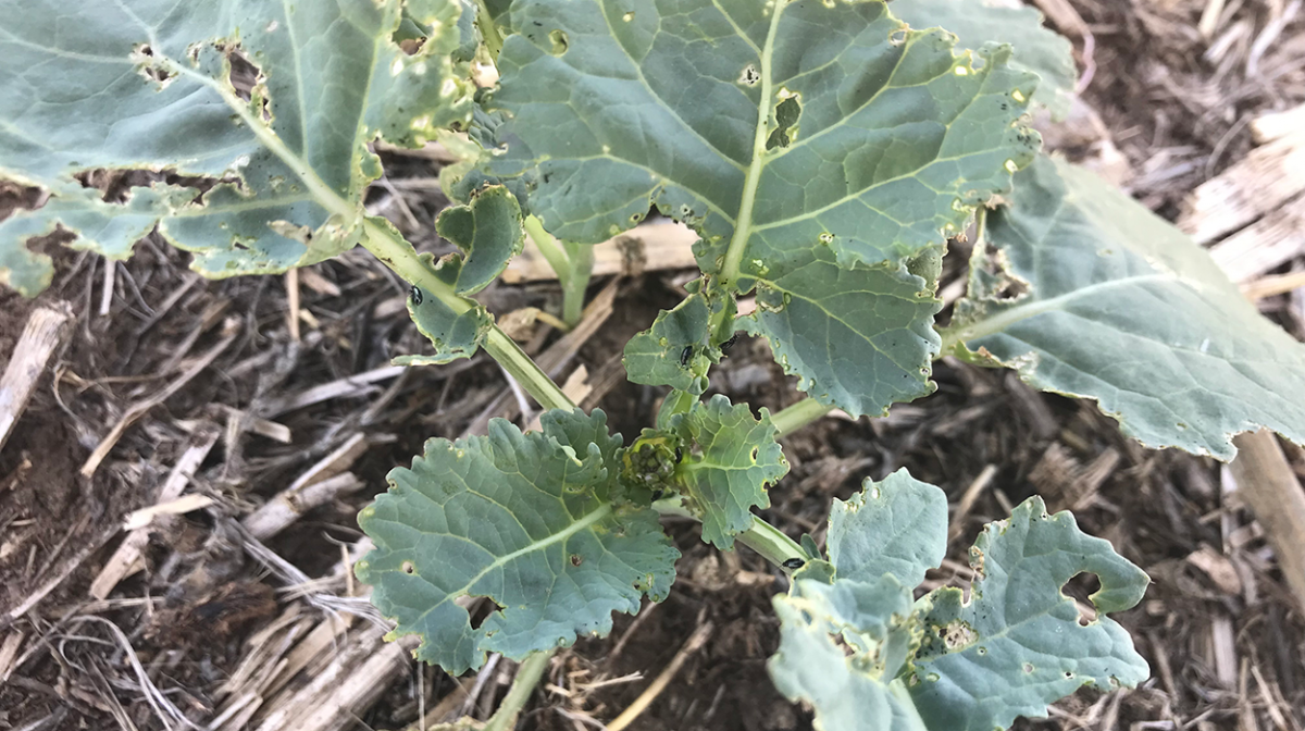 Flea Beetles Still Feeding in Canola
