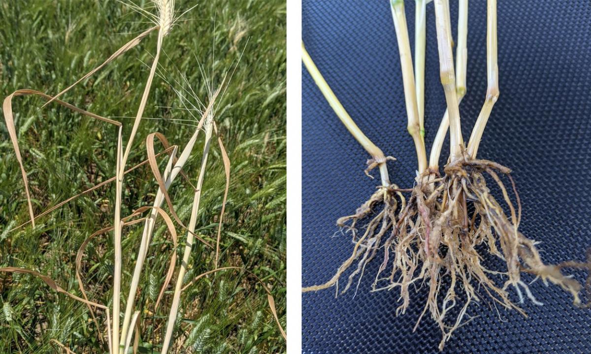 Differentiating Between Wheat Head Diseases and Disorders