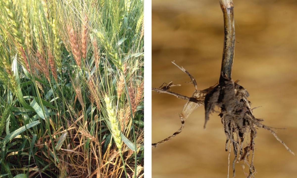 Differentiating Between Wheat Head Diseases and Disorders
