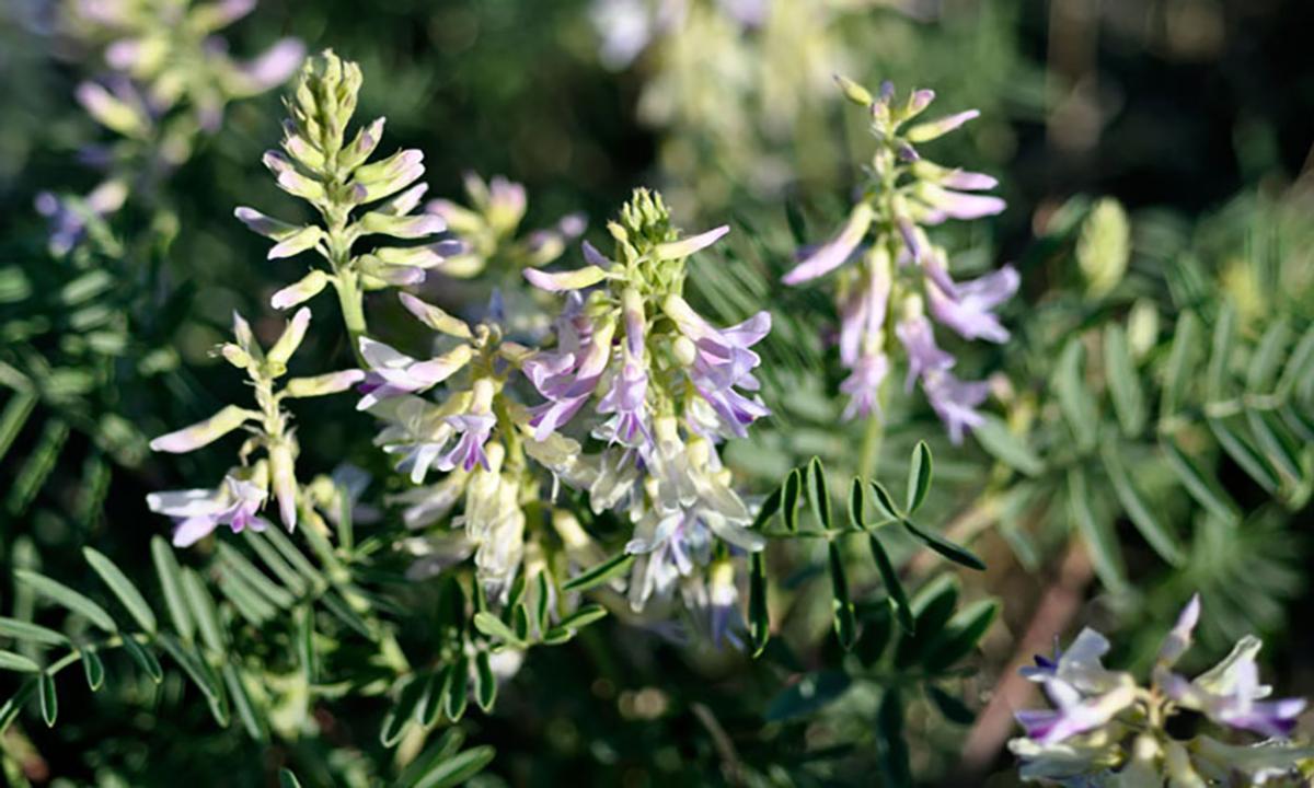 Poisonous Plants on Rangelands: Larkspur and Poisonvetch