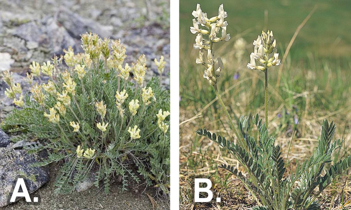 Poisonous Plants on Rangelands: Locoweed and Crazyweed