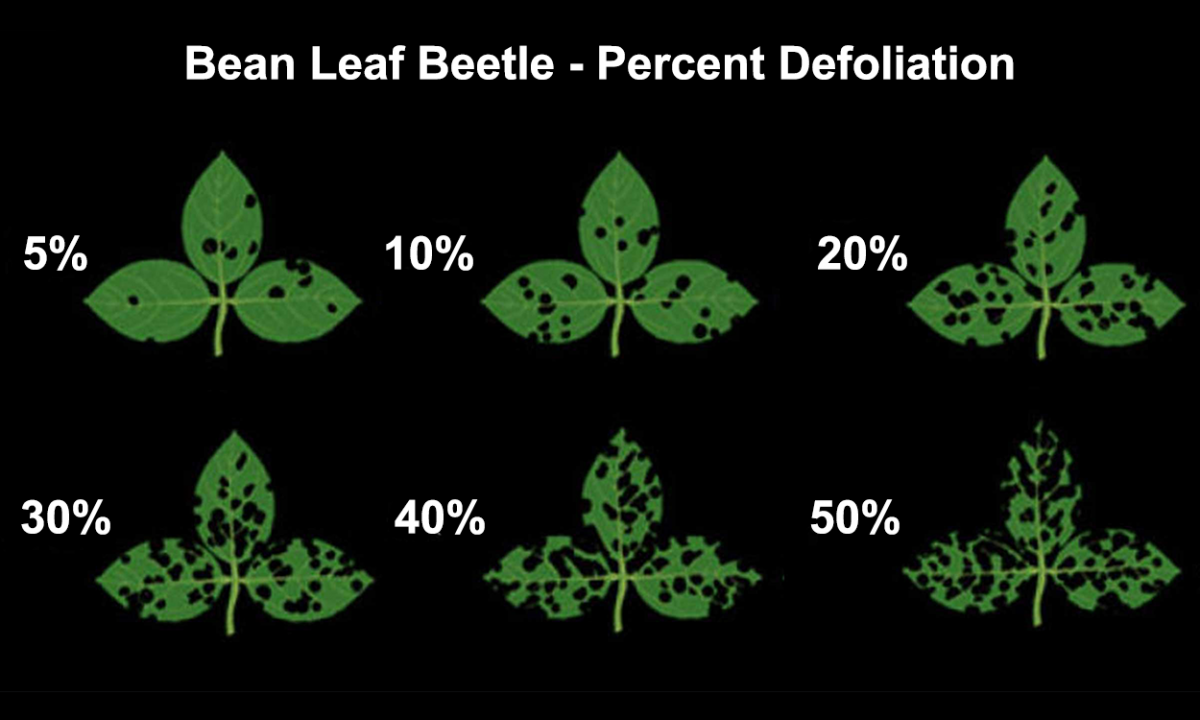 Monitor Soybean for Bean Leaf Beetle Activity