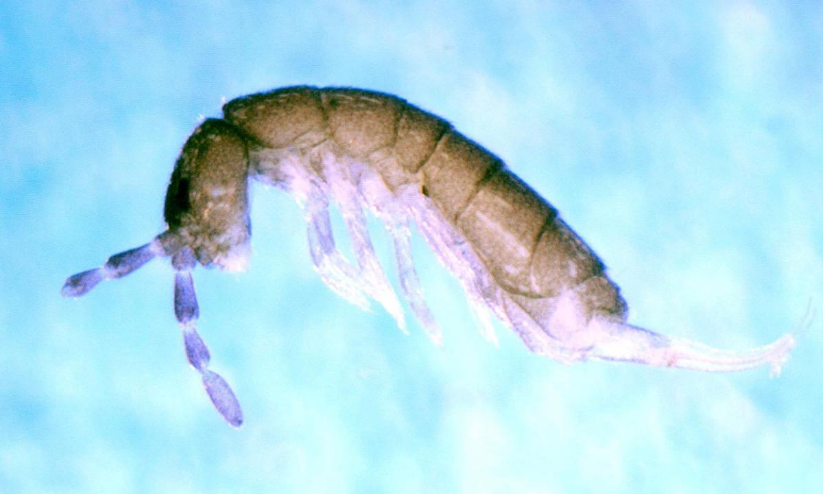 Springtails Are in My Home