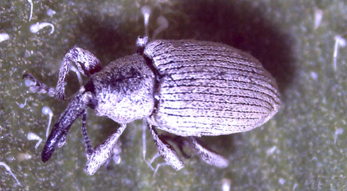 Red and Gray Sunflower Seed Weevil Identification