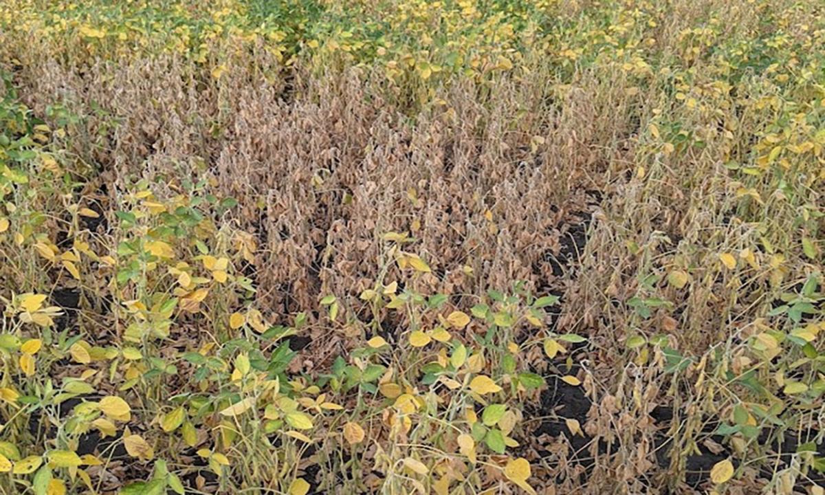 Charcoal and Fusarium Rots Observed in Early Senescing Soybean Plants