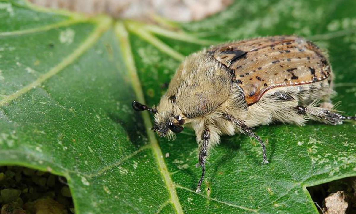 Bumble Flower Beetles Are Here