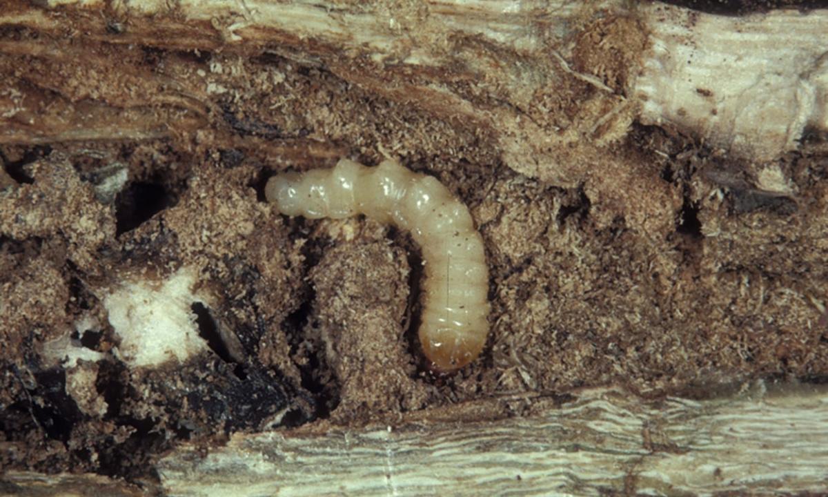 Dectes Stem Borer in Soybean