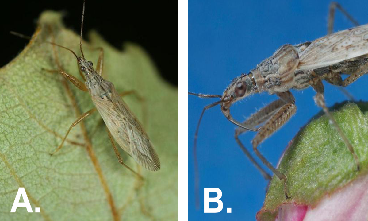 Damsel Bugs: Beneficial Predators in Managed and Agricultural Landscapes