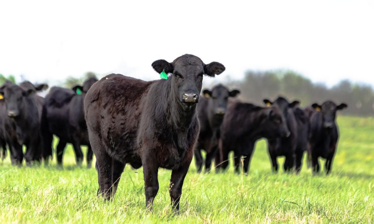 Can Early Weaning Benefit First-Calf Heifers?