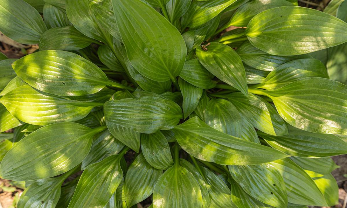 Hosta: A Shade-loving Perennial