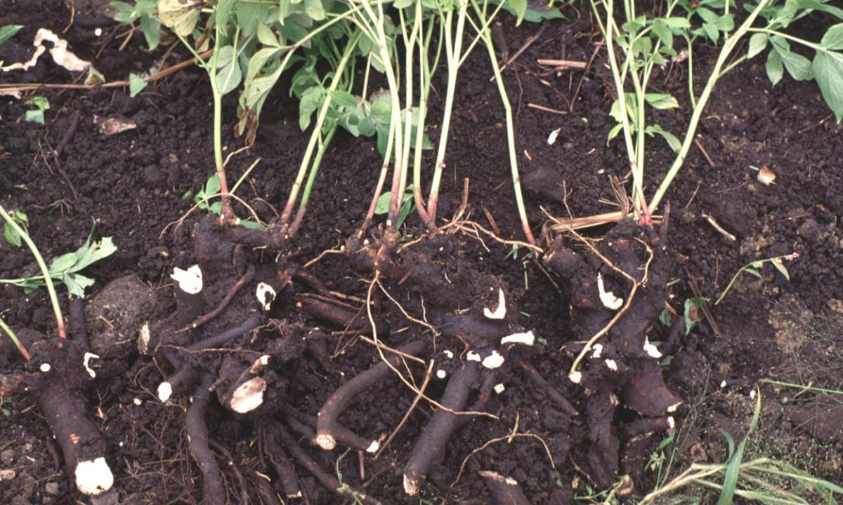 Peony: A Great Option for Early Blooms in South Dakota