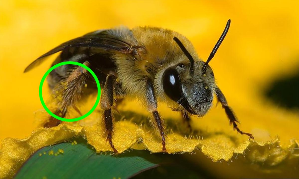 Beneficial Pollinators: Squash Bees and Long-Horned Bees