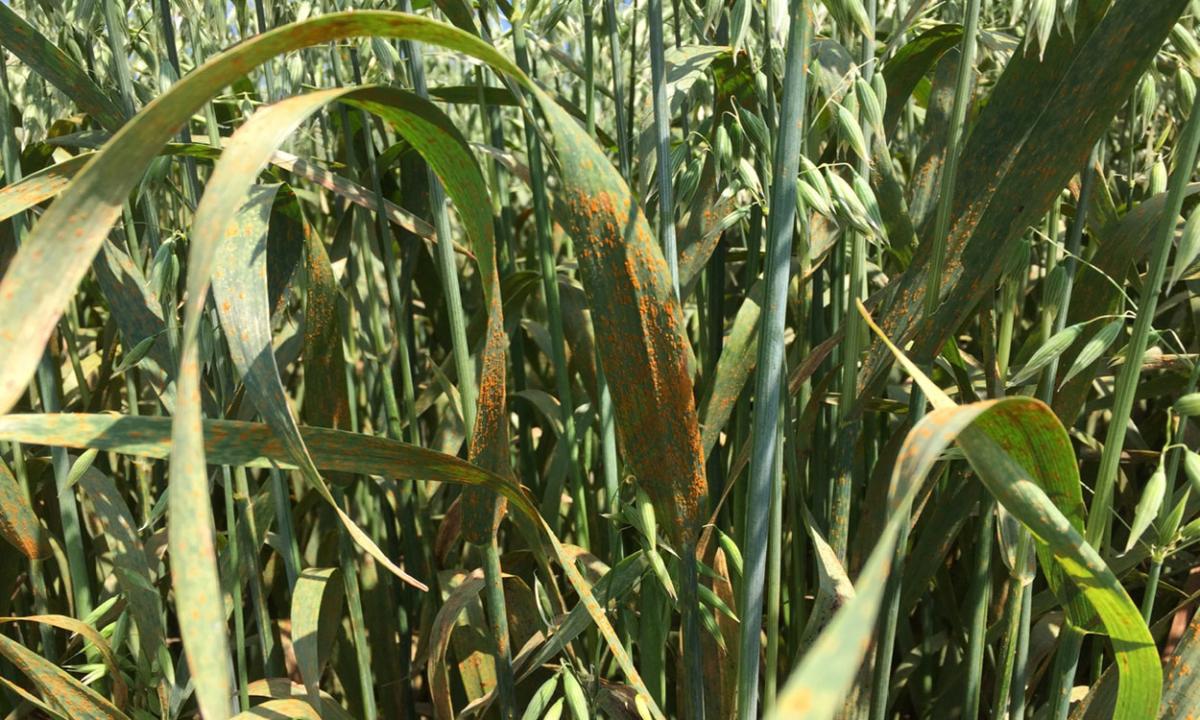 Crown Rust of Oats