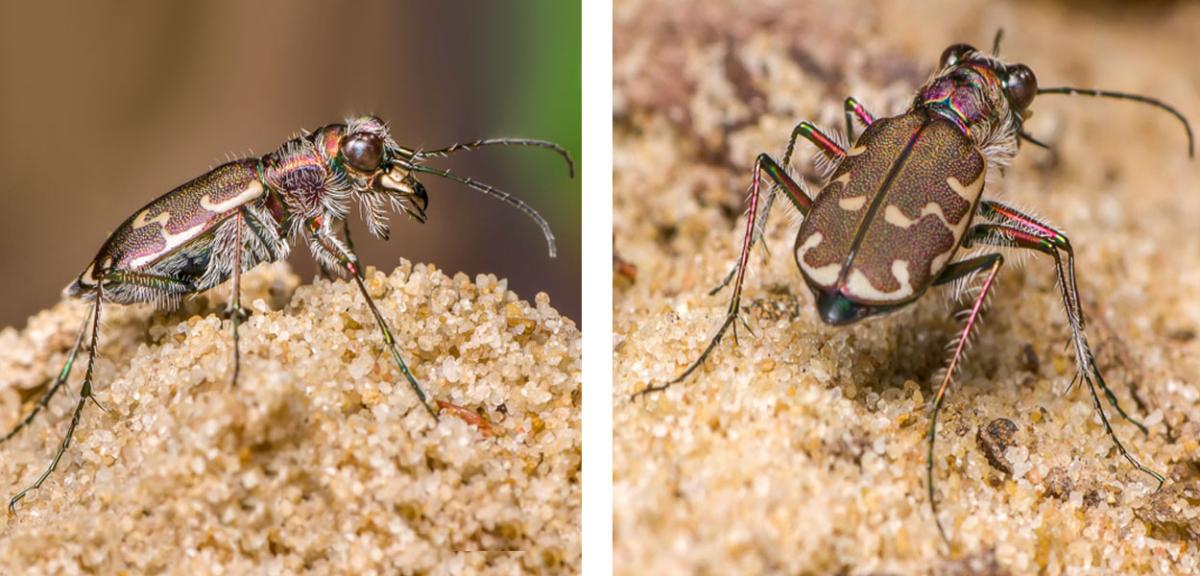 Tiger Beetles: Beneficial Predators and Ecosystem Health Indicators