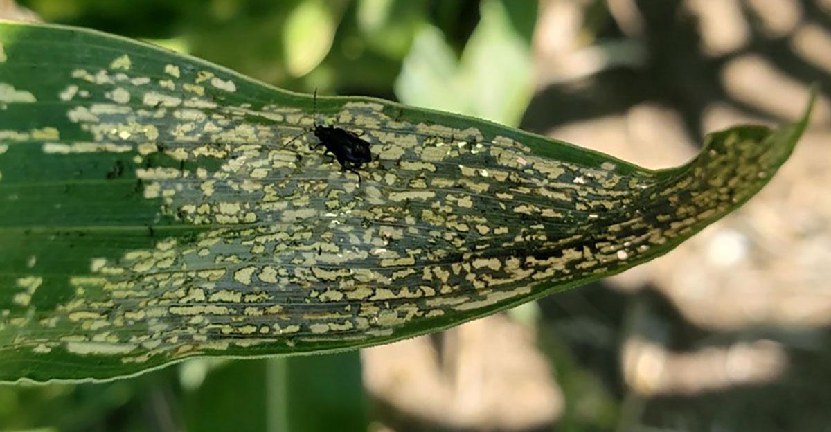 Redheaded Flea Beetles Are Active in South Dakota