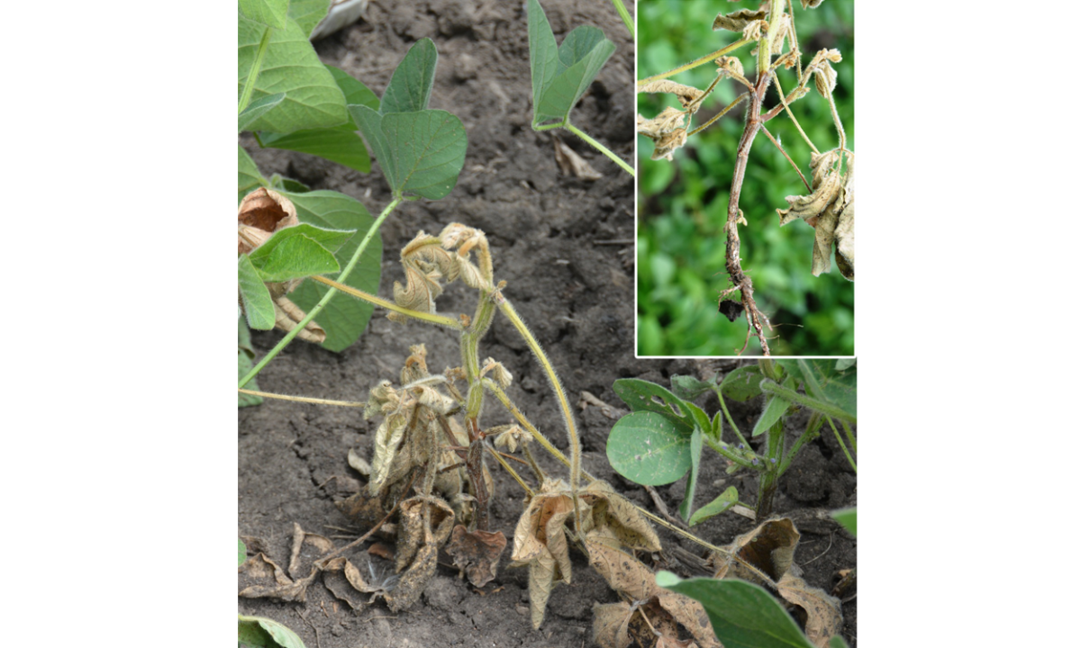 Mid-to-Late Soybean Disease Management