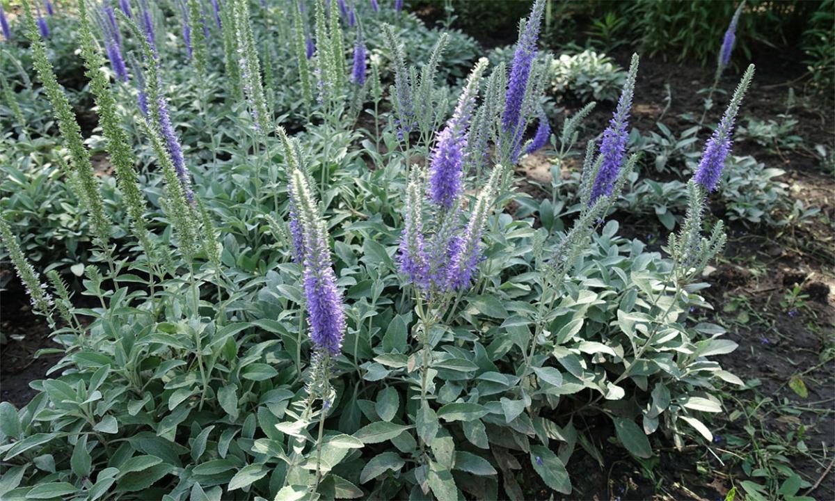 Veronicas Add Variety to Your Perennial Garden