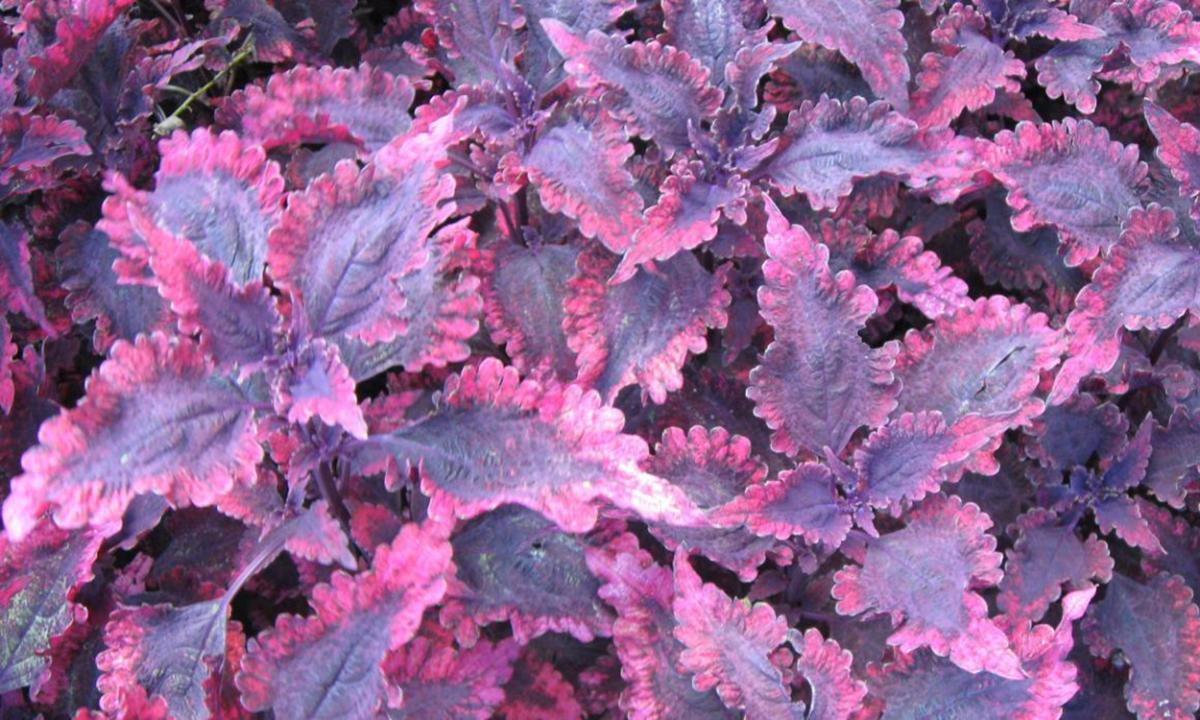 Coleus: A Color for Every Garden