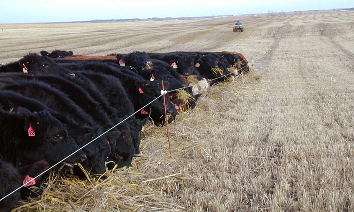 Swath Grazing Swath Grazing