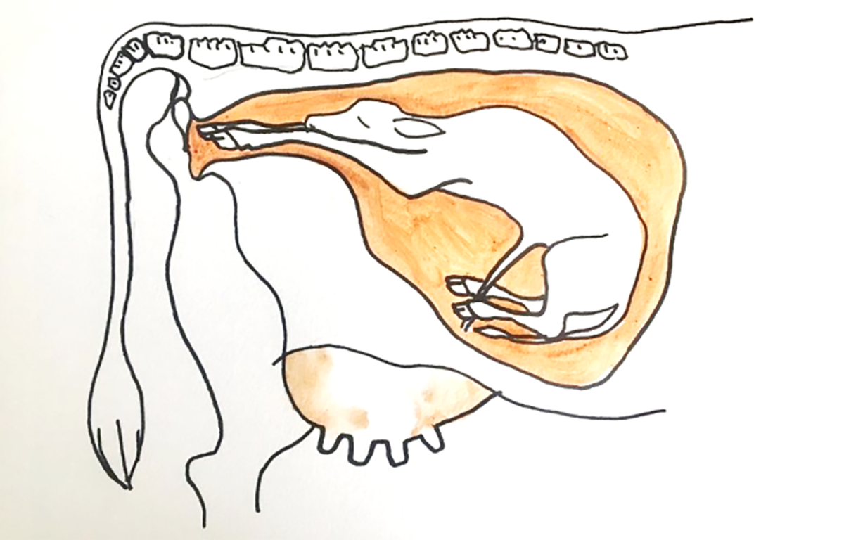 Calving in Dairy Cows: Step by Step