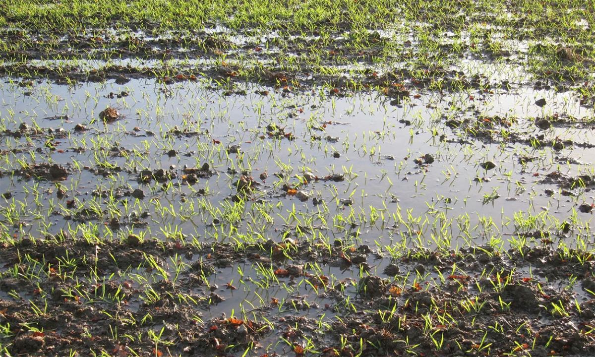 Effects of Spring Flooding in Winter Wheat