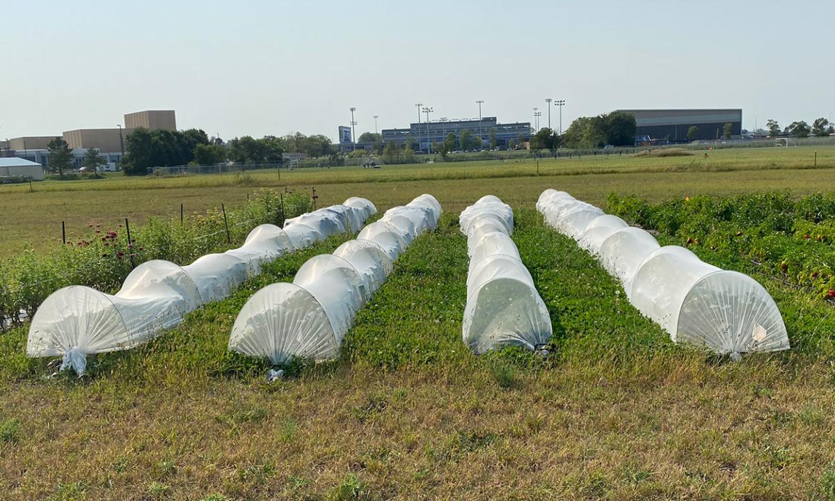 Clover Cover Crops as a Living Mulch for Broccoli Production in Eastern ...