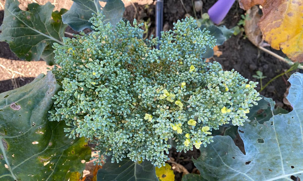 Clover Cover Crops as a Living Mulch for Broccoli Production in Eastern ...