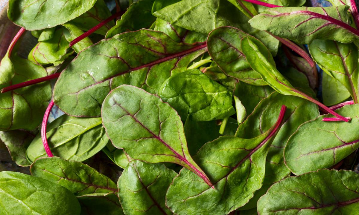 Table Beets: Harvest and Storage