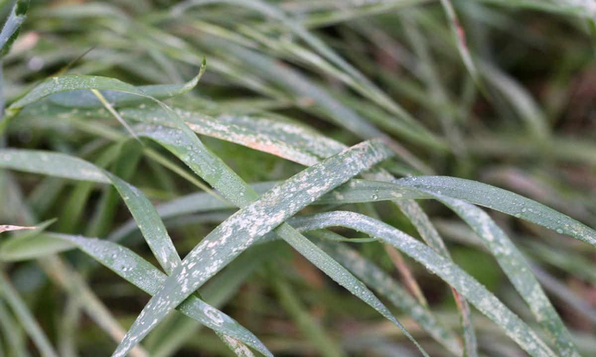 Time to Start Scouting for Black Grass Bugs