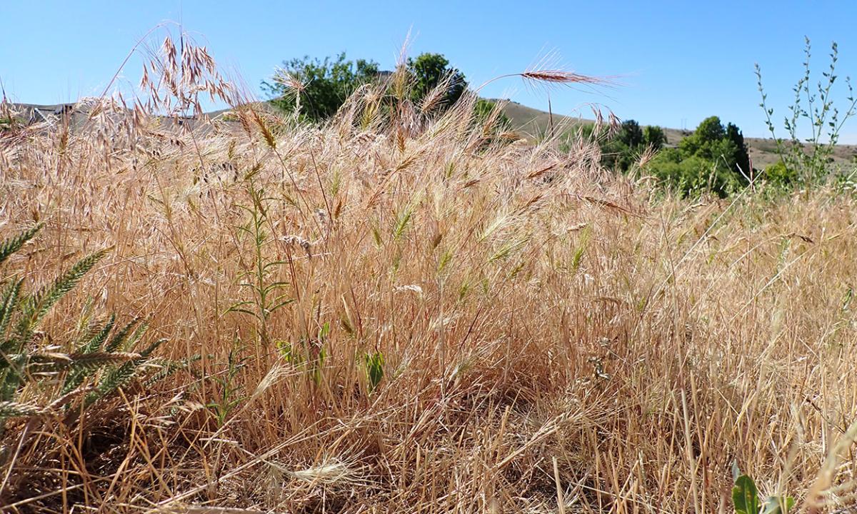 Invasive Grasses: Medusahead