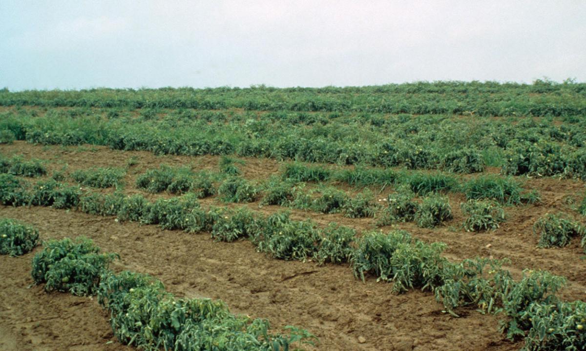 Understanding and Managing Cucumber Mosaic Virus