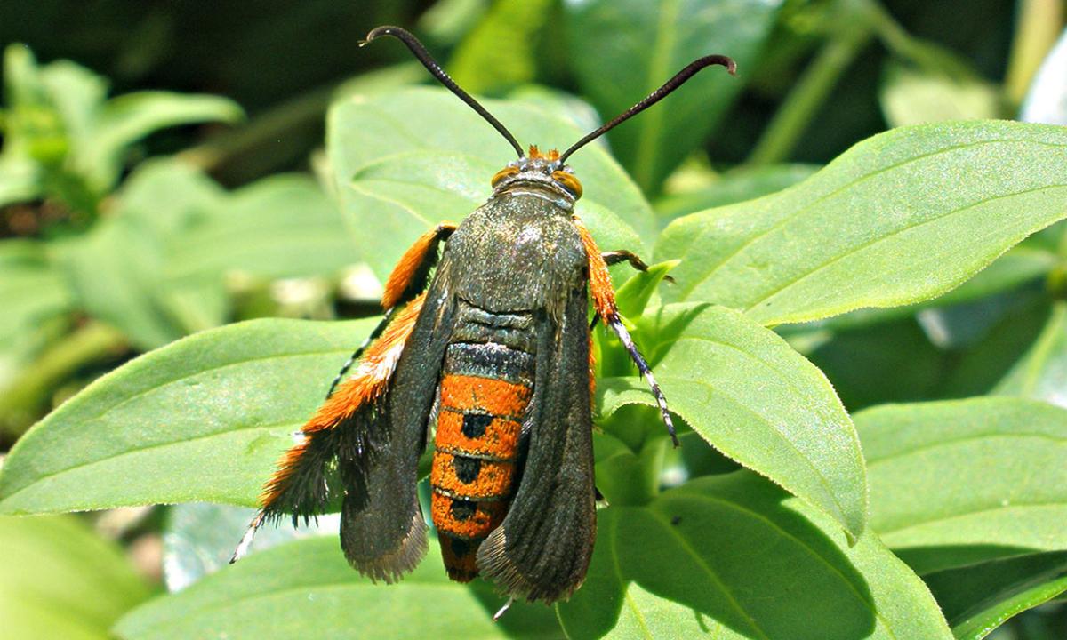Squash Vine Borer Activity Estimate: June 21, 2023