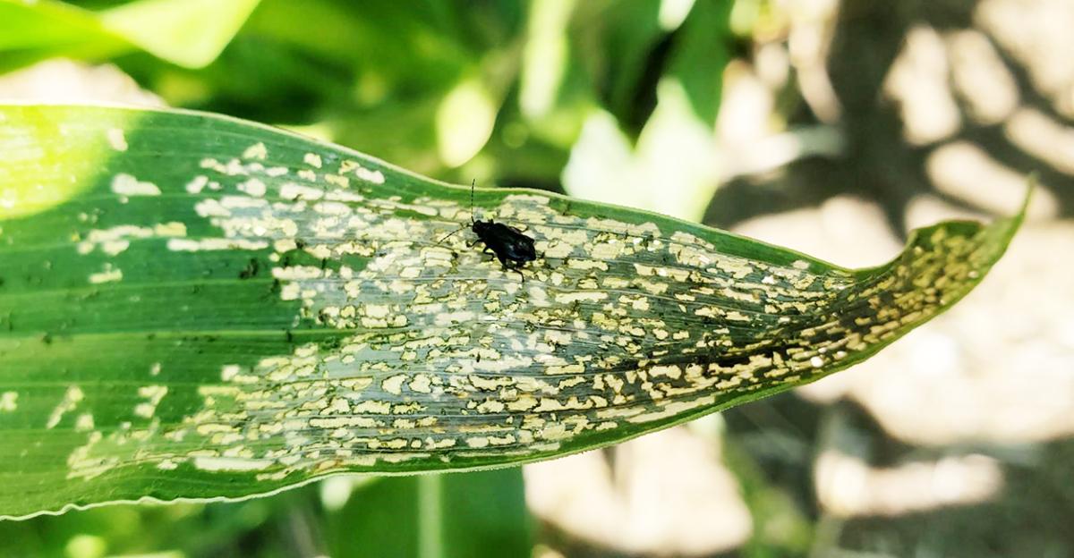 Redheaded Flea Beetles Clipping Corn Silks