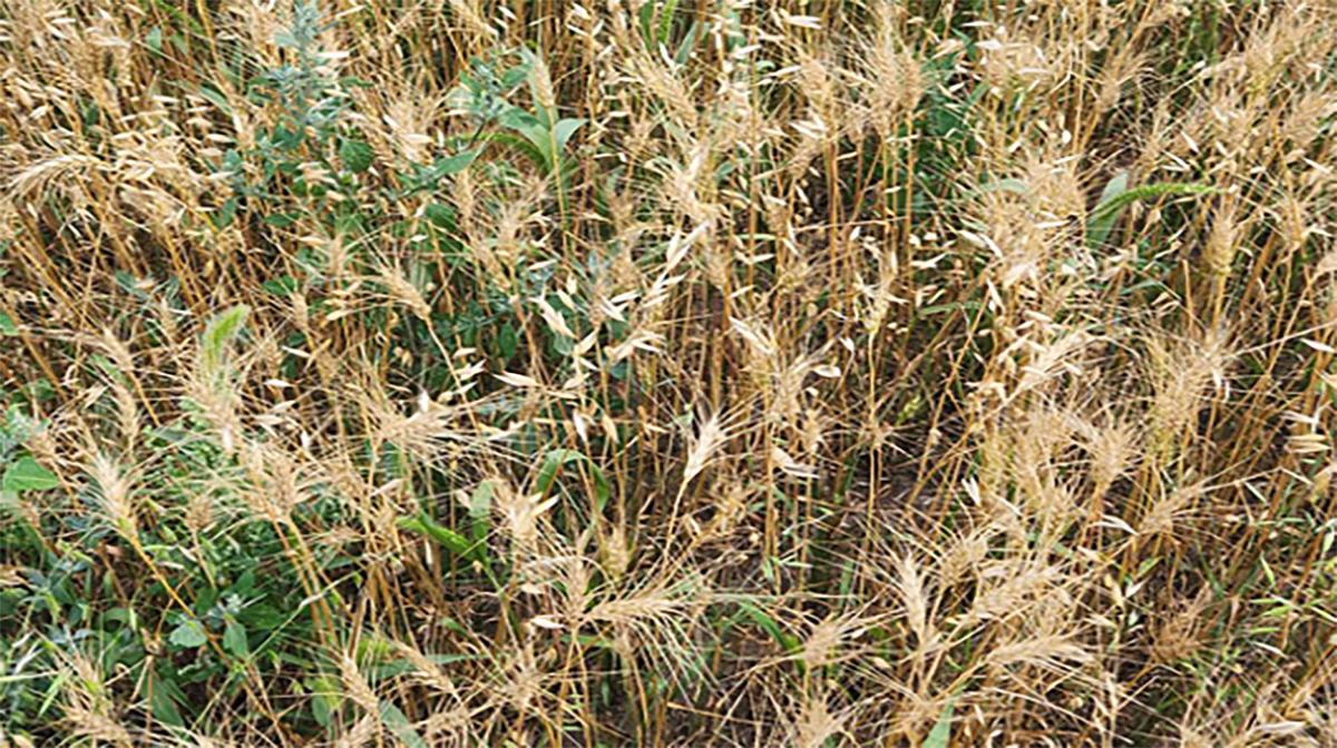 At-Harvest and Post-Harvest Weed Management Tactics in Wheat