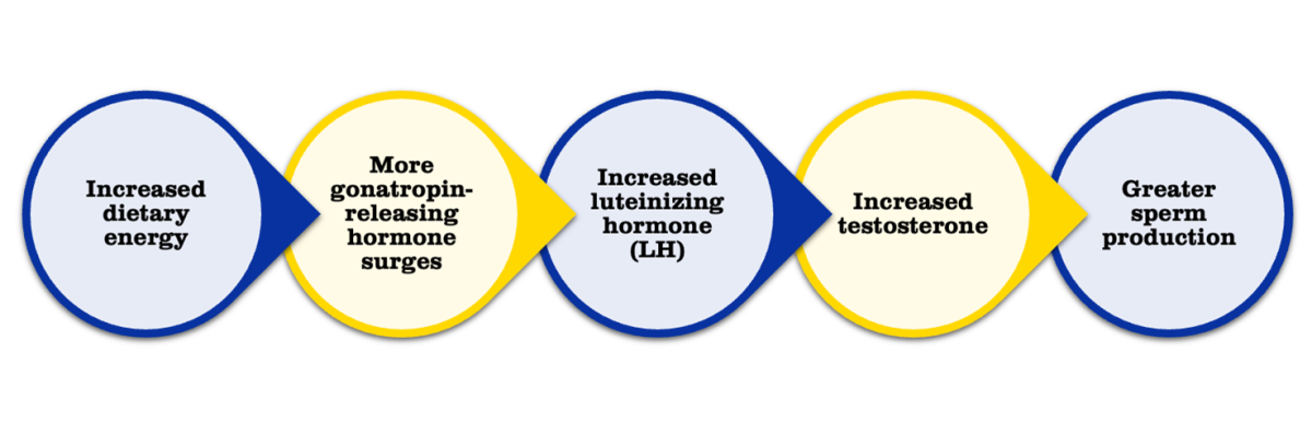 Boosting Ram Nutrition for Optimal Breeding Success