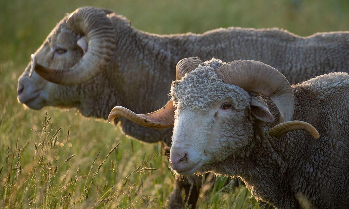 Boosting Ram Nutrition for Optimal Breeding Success