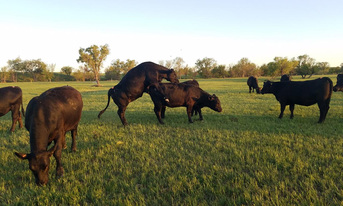 Equation of Reproductive Efficiency