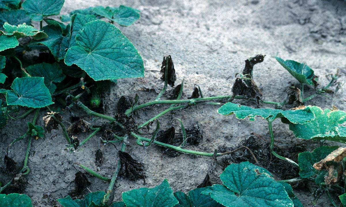 Cucurbit Diseases in South Dakota