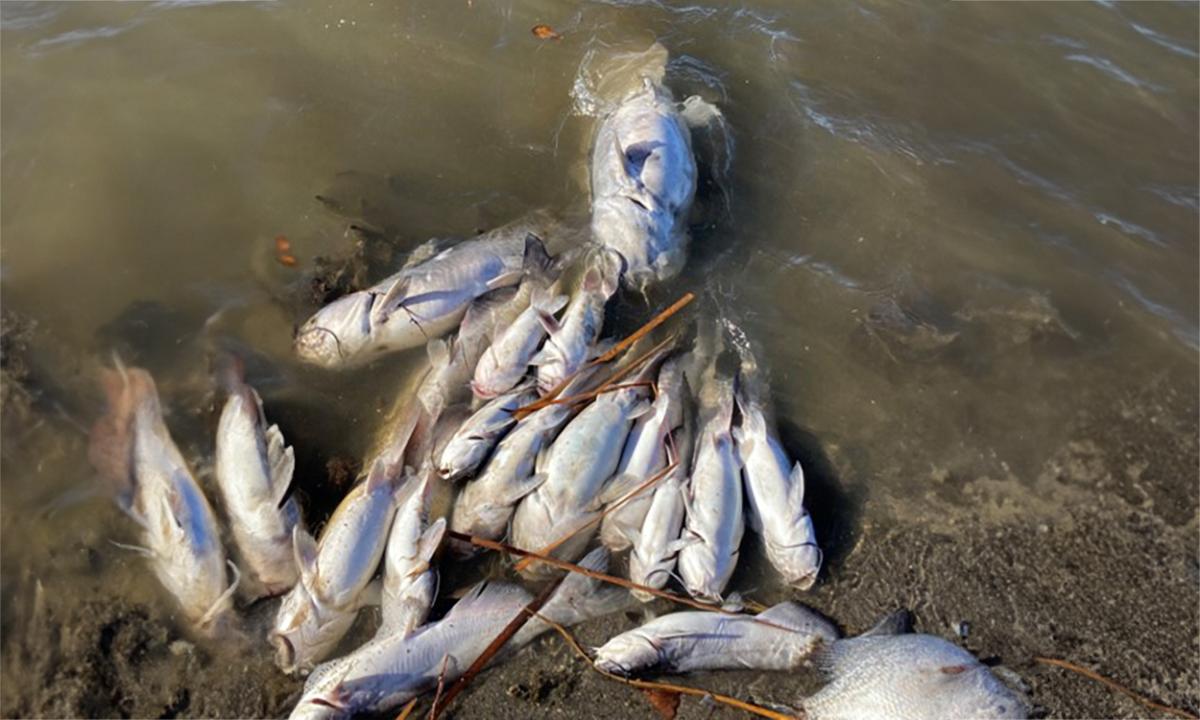 The Most-Common Cause of Fish Kills in South Dakota
