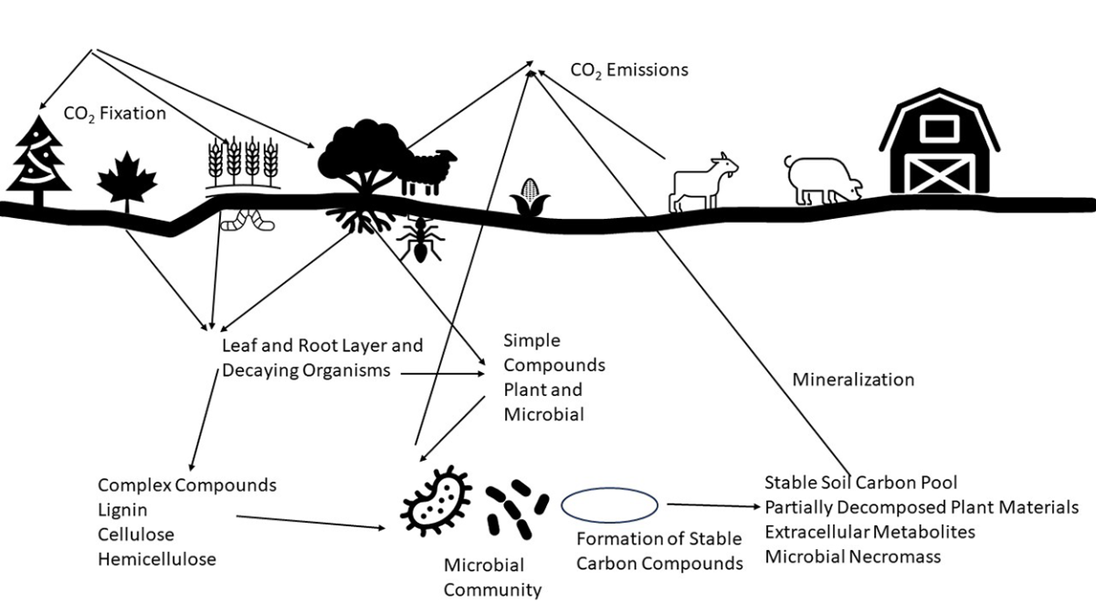 Soil Carbon Cycle and Laboratory Measurements of Carbon Related to Soil Health
